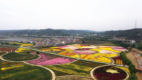桃林菊博园：菊花飘香迎客来-临湘市政府网